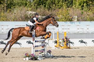 Wat is paardensport en welke disciplines zijn er? – worldhorsedriving